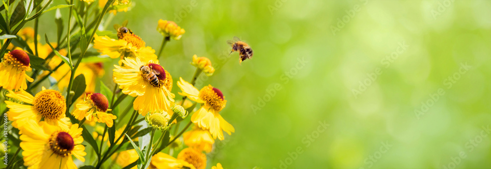 Nature summer Background with Bee collects nectar Stock Photo | Adobe Stock