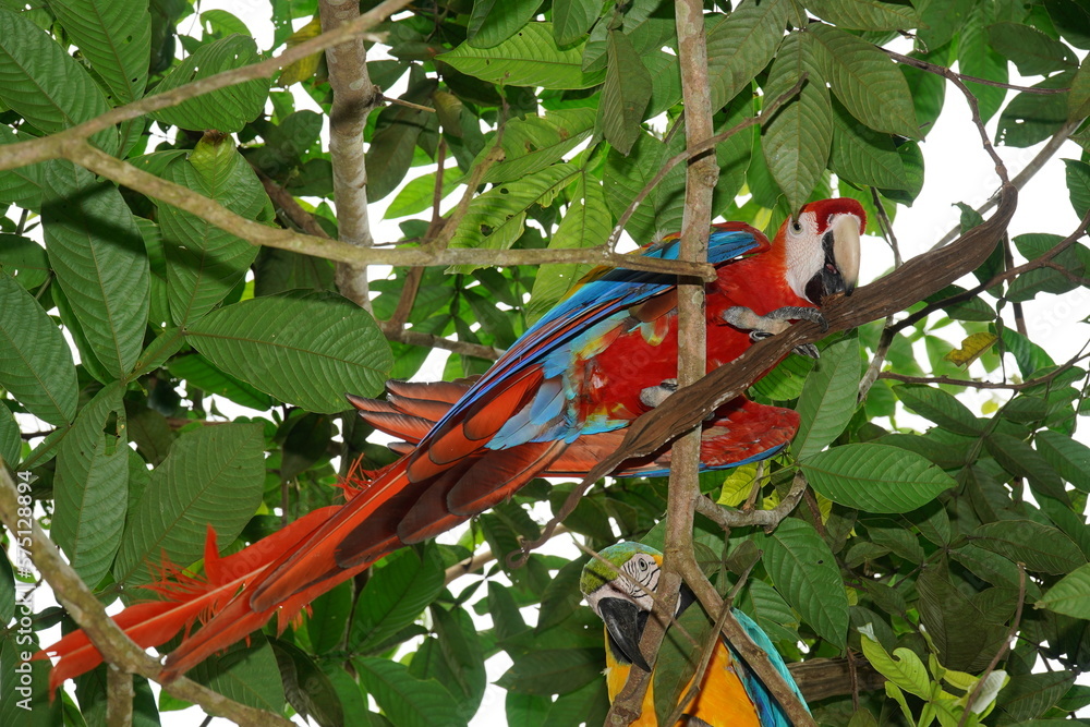 Arara (Red and Green Macaw, Ara ararauna) on an Inga Edulis tree with ...