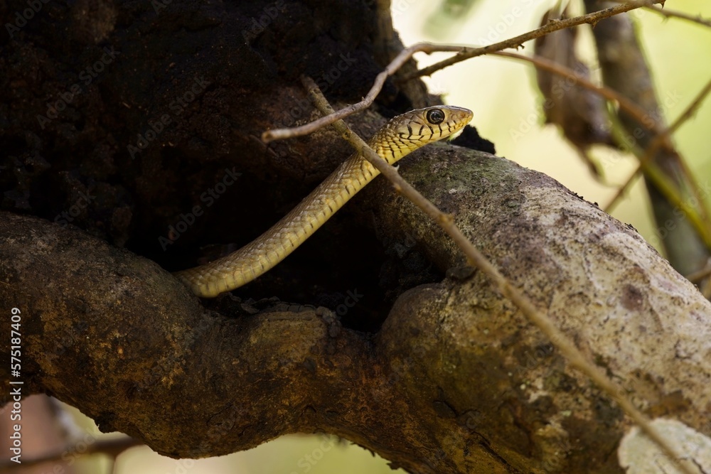 Ptyas mucosa, commonly known as the oriental ratsnake, Indian rat snake ...