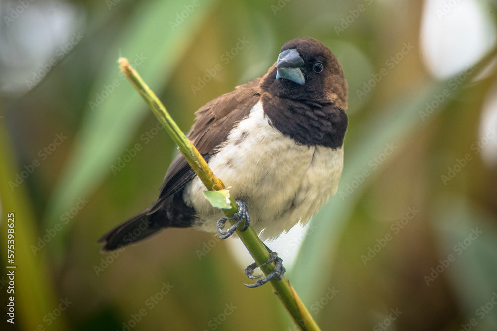 The Javan munia (Lonchura leucogastroides) is a species of estrildid ...