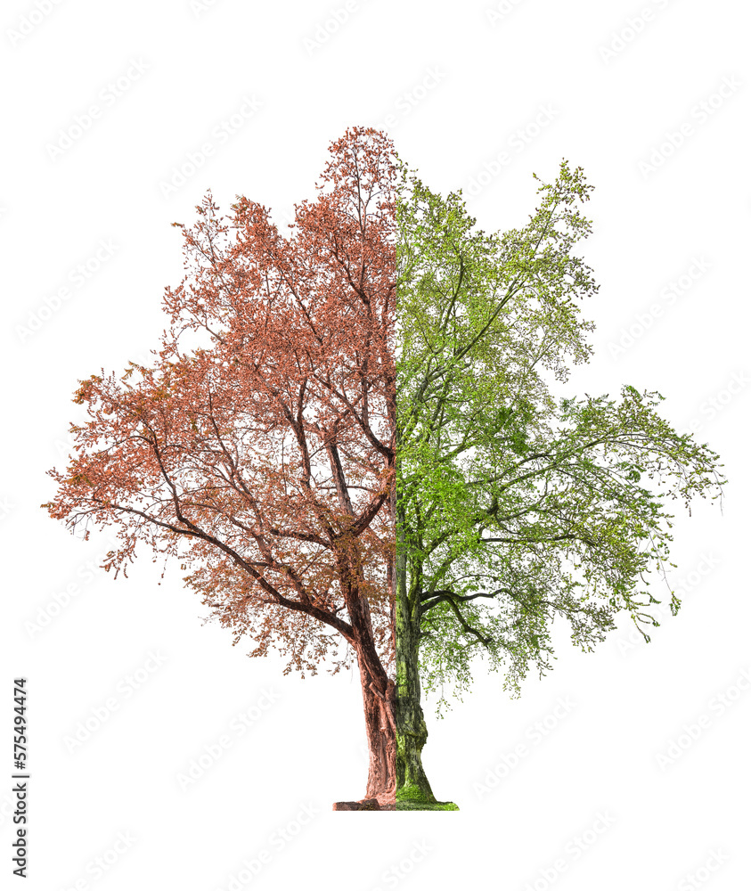 Double concept,dead tree on one side and living tree on different side ...