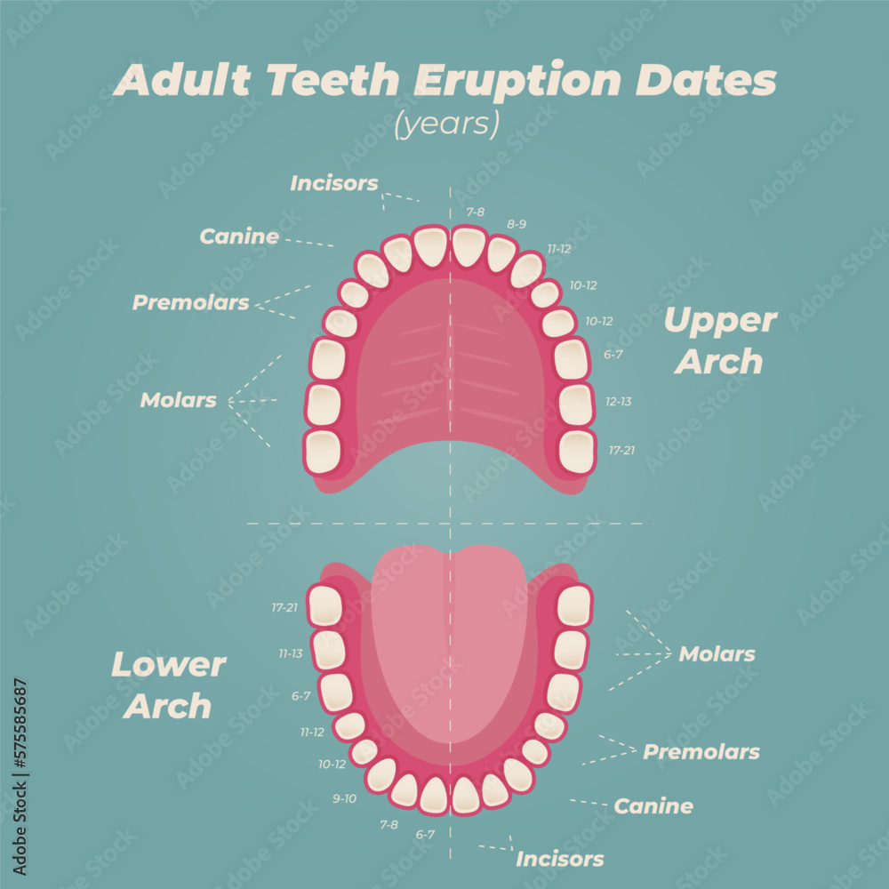 Medical dental diagram illustration. Orthodontist human tooth anatomy ...