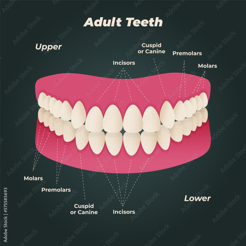 Medical dental diagram illustration. Orthodontist human tooth anatomy ...