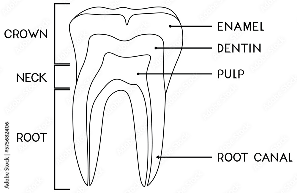 Coloring page with parts of human tooth. Scheme of structure of tooth ...
