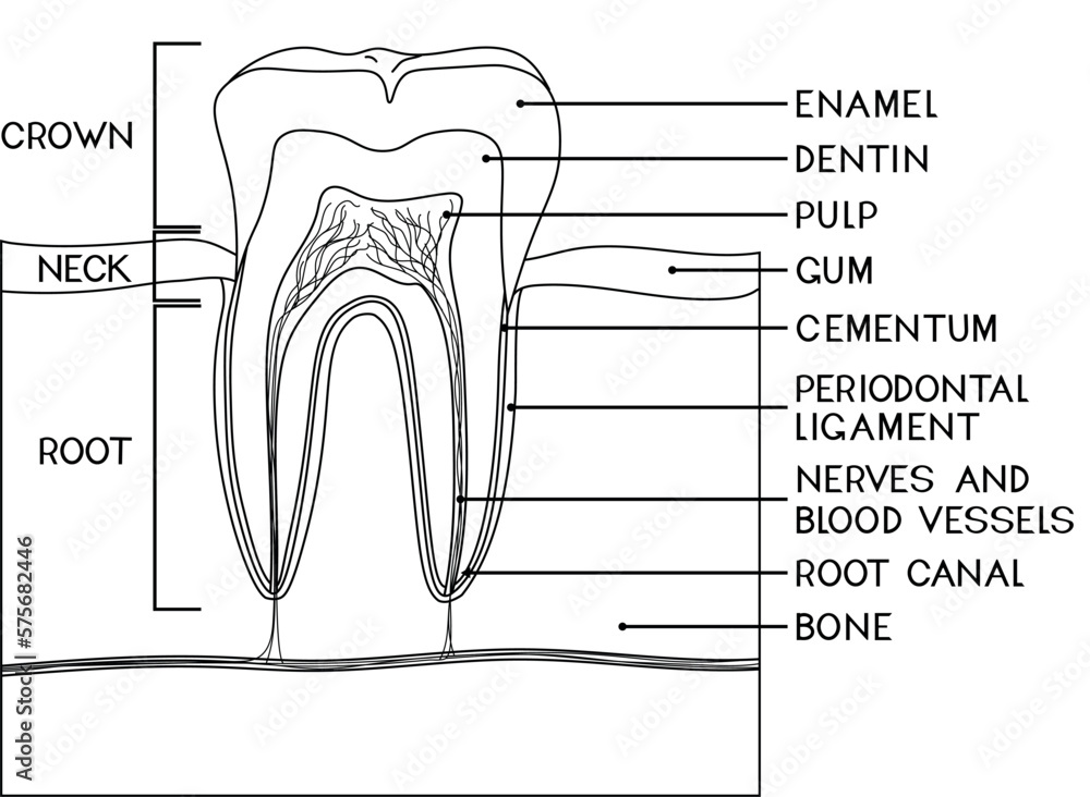 Coloring page with parts of human tooth. Scheme of structure of tooth ...