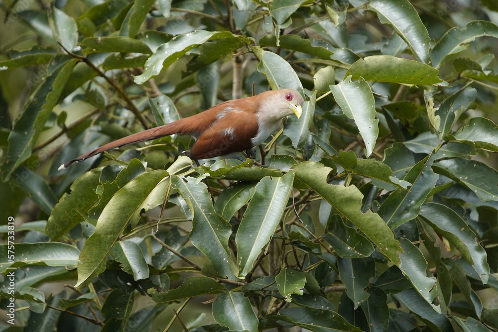 The squirrel cuckoo (Piaya cayana) is a large and active species of ...