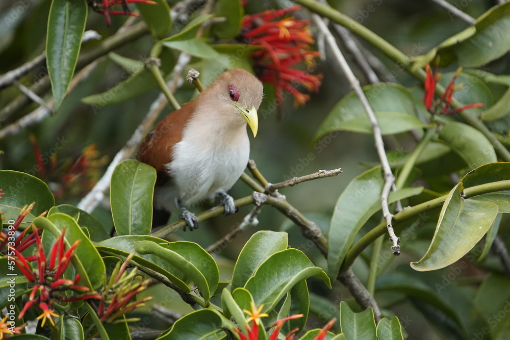 The squirrel cuckoo (Piaya cayana) is a large and active species of ...
