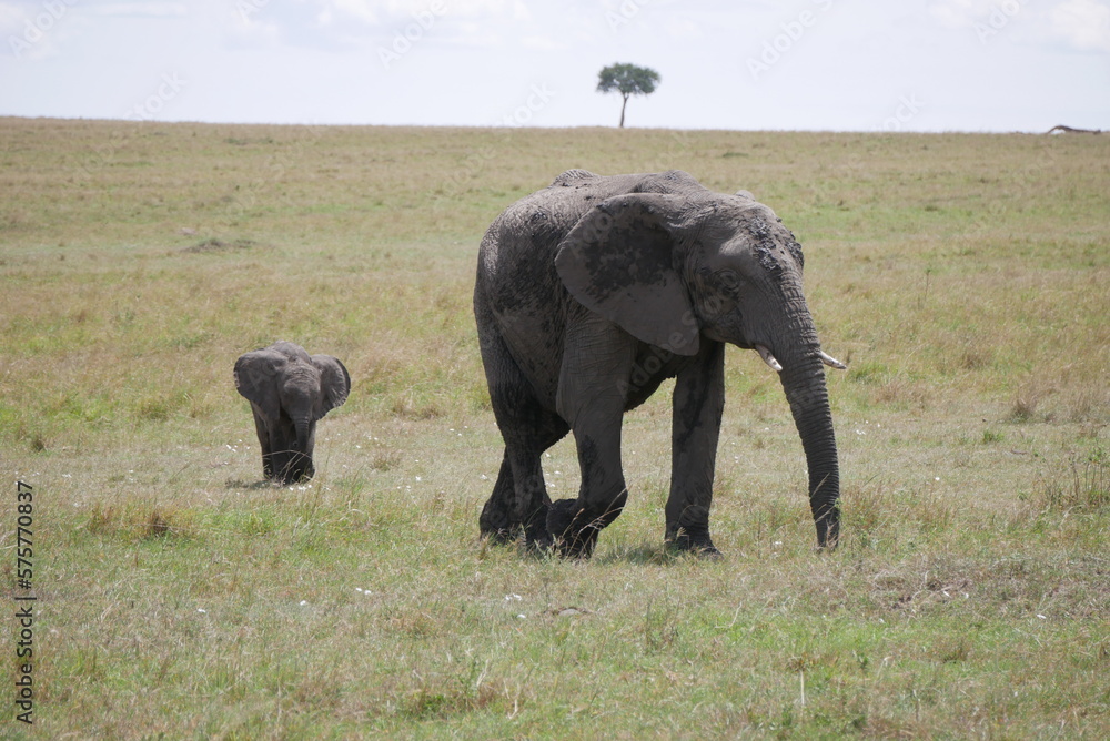 baby elephant on the left and adult elephant on the right, background ...
