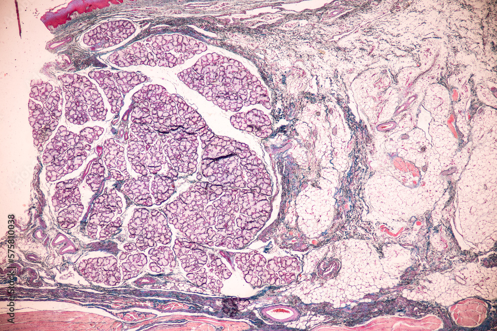 Adipose tissue human, Soft palate human, Bone human and Striated ...