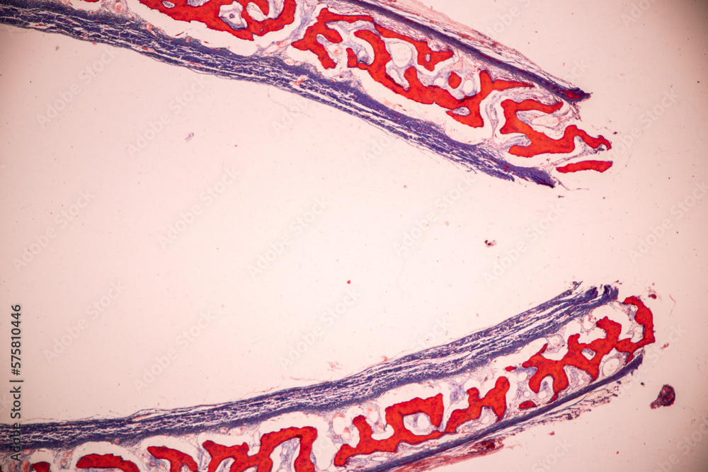 Adipose tissue human, Soft palate human, Bone human and Striated ...