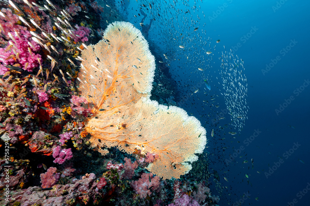 Heart-Shaped Branching Gorgonian Sea Fan coral with colorful soft coral ...