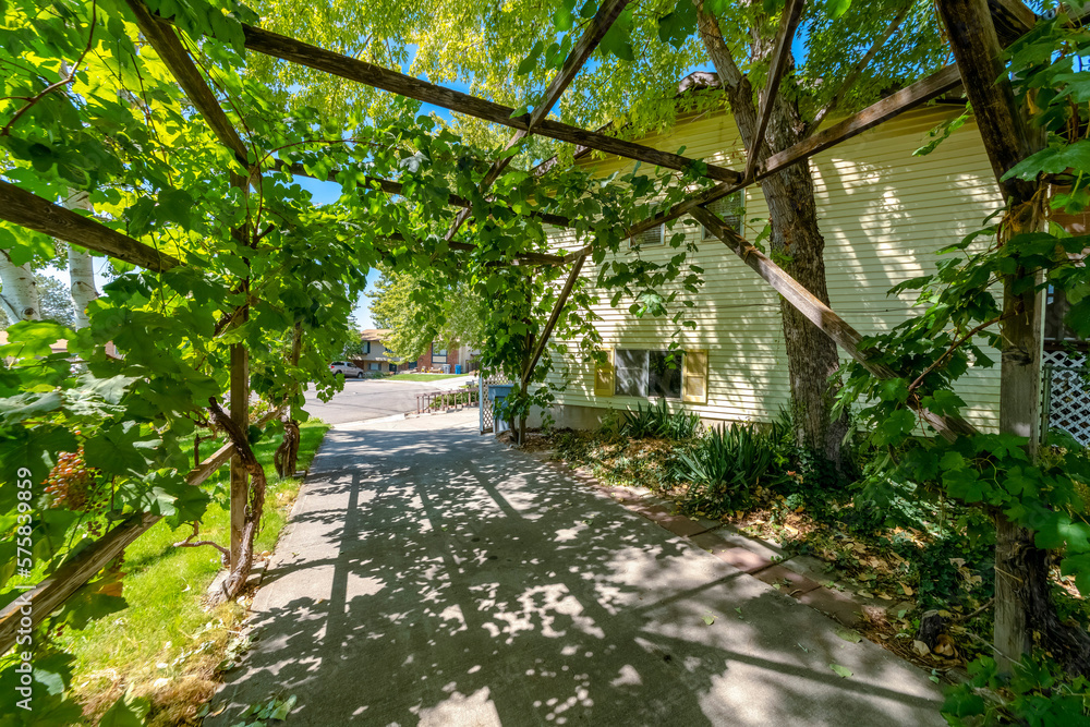 Pathway under the wooden pergola with vines beside the house. Concrete ...
