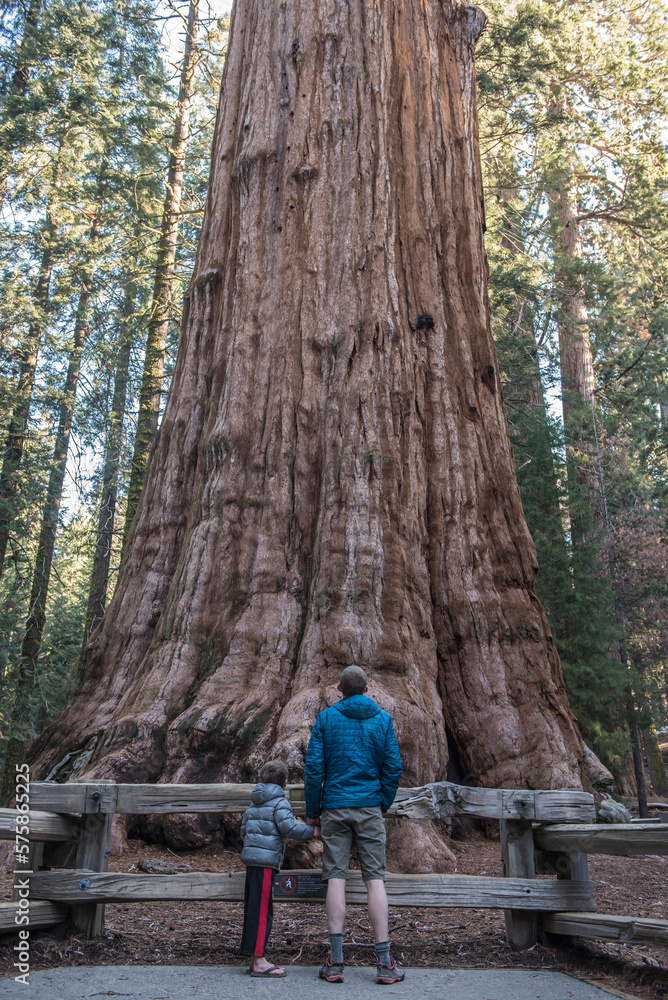 Boy and father looking up at giant sequoia tree in Sequoia National ...
