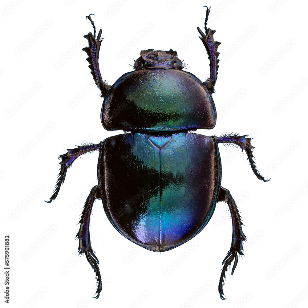 Scarab beetles Stock Photo | Adobe Stock