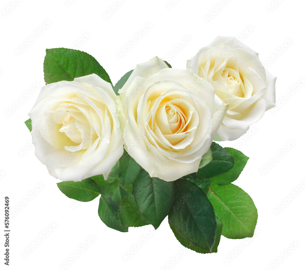 PNG three white roses isolated on transparent. Stock Photo | Adobe Stock