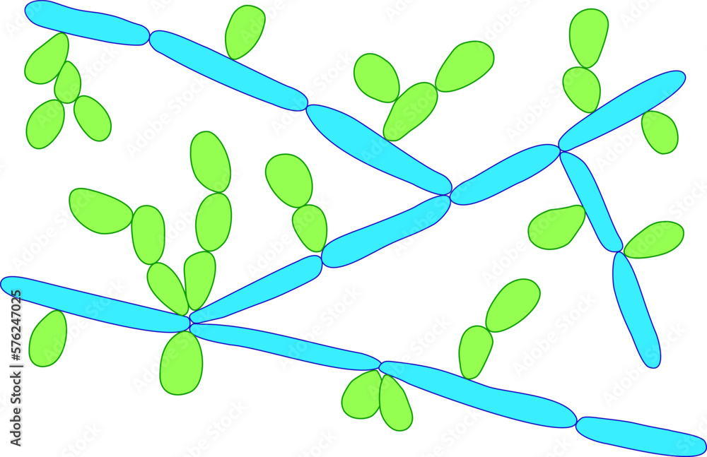 Стоковое векторное изображение «Candida tropicalis yeasts, microscopic ...