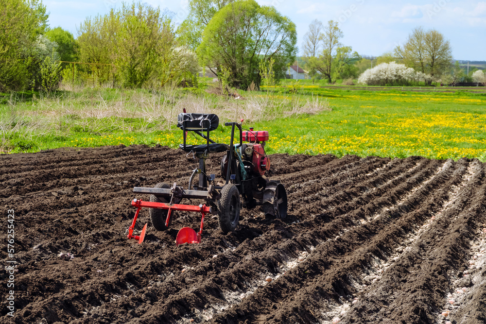 Gasoline walk-behind tractor bury potatoes in soil on potato plantation ...