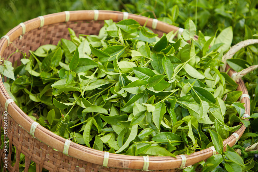 Freshly harvested green tea buds, placed in a bamboo basket, prepared ...