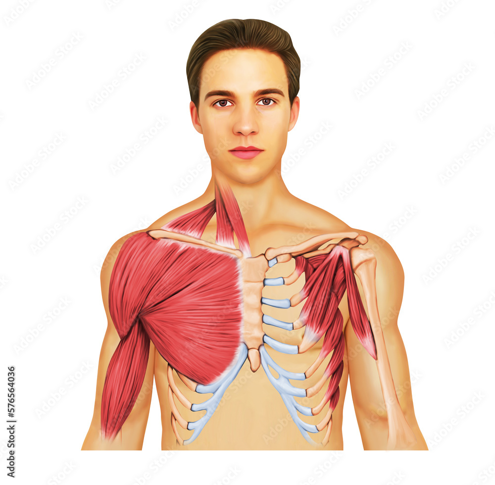 Chest Muscles Pectoralis Major and Minor - Anatomy Muscles Stock ...