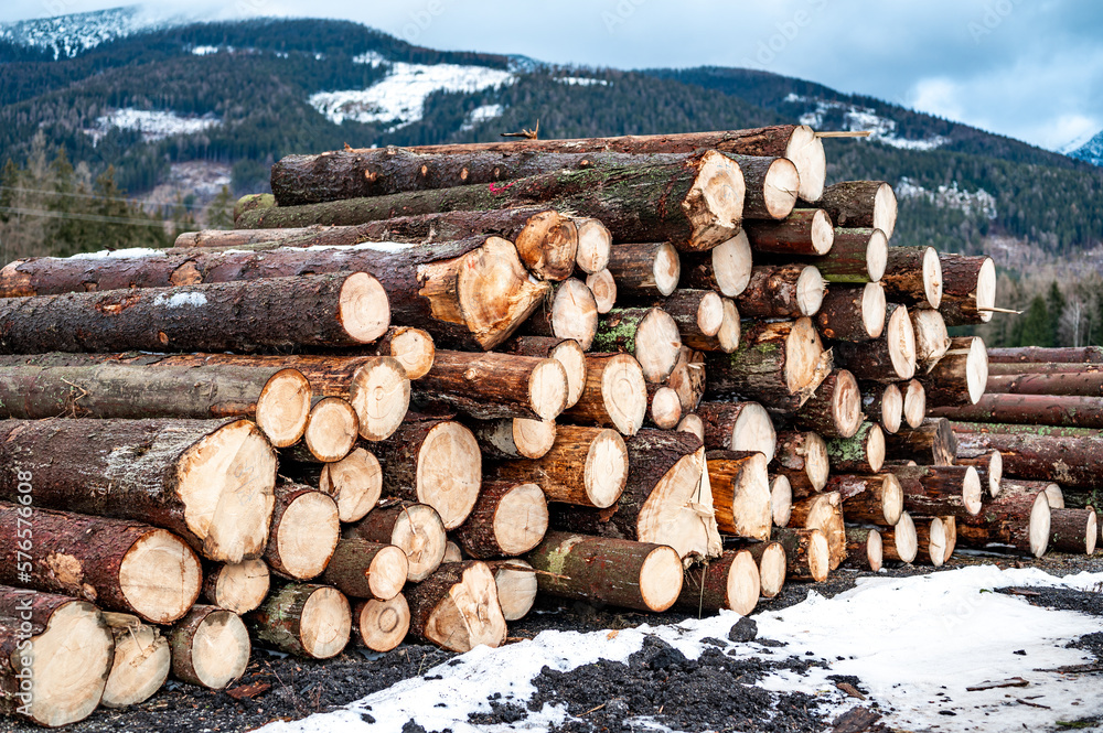 Log spruce trunks pile. Sawn trees from the forest. Logging timber wood ...