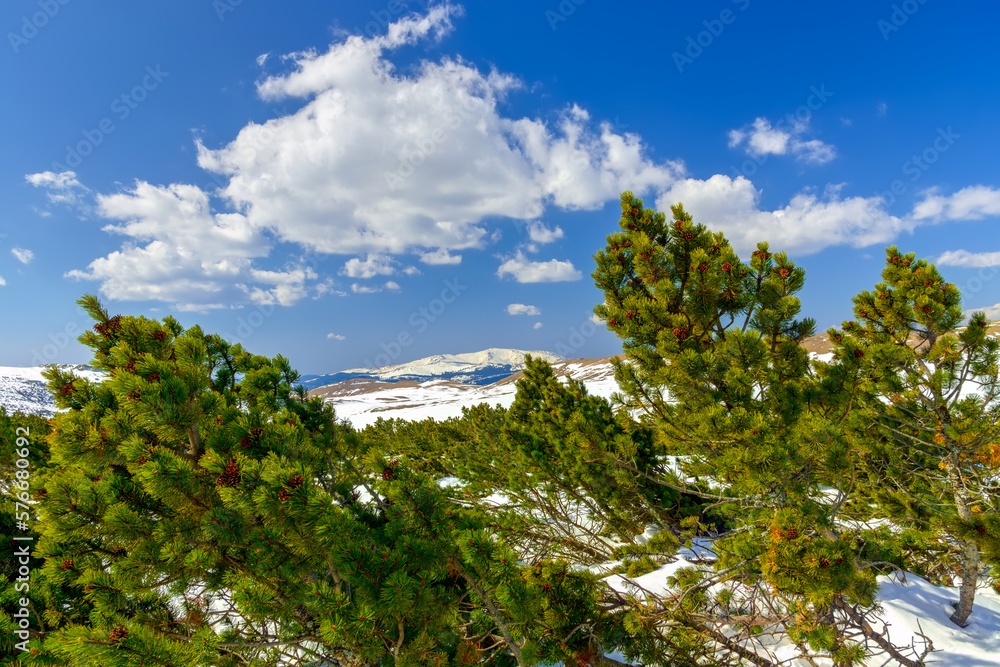 Mountain pine or creeping pine (Pinus mugo) forest growing on the high ...