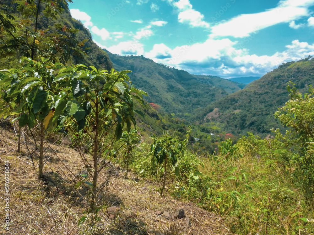 Foto de Stock Cafetales de San Agustín: Un Lienzo de Verdes entre las ...