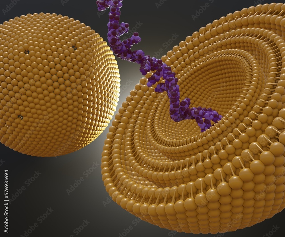 Isolated RNA strand inside of multi lamellar vesicle. genetic carrier ...