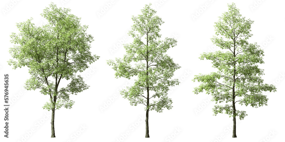 Tropics jungle trees shapes cut backgrounds 3d rendering png Stock ...