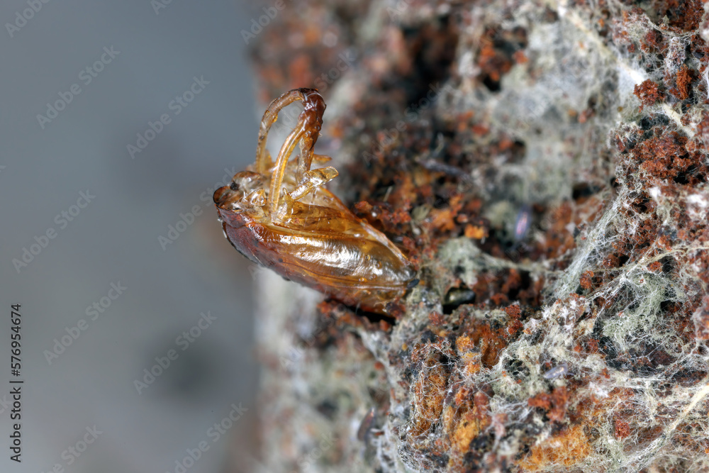 Pupa exuviae of Archinemapogon yildizae, moth of the family Tineidae ...