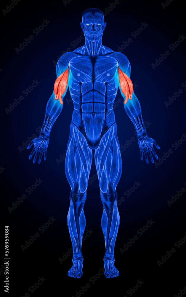Biceps Muscles Anatomy muscles X-ray Stock Illustration | Adobe Stock