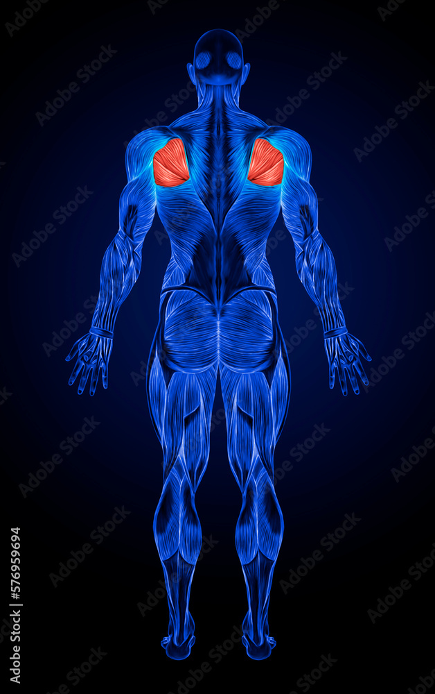 Teres Muscles Anatomy Muscles X-ray Stock Illustration | Adobe Stock