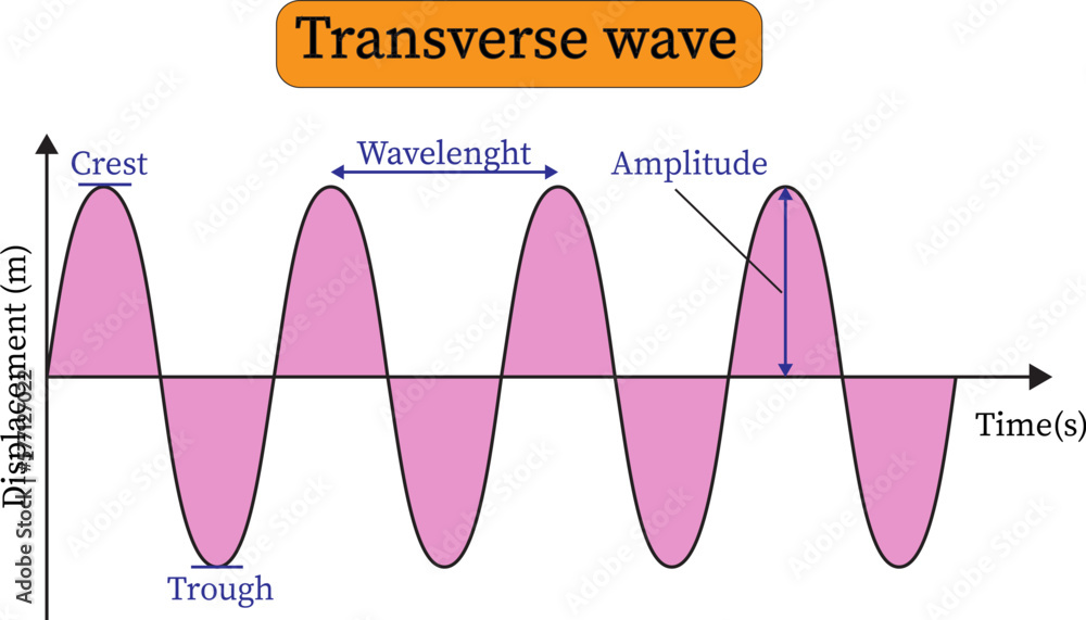 transverse wave presentation . Crest, trough, wavelength and amplitude ...