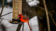 Male Cardinal Bird On Table Free Stock Photo - Public Domain Pictures