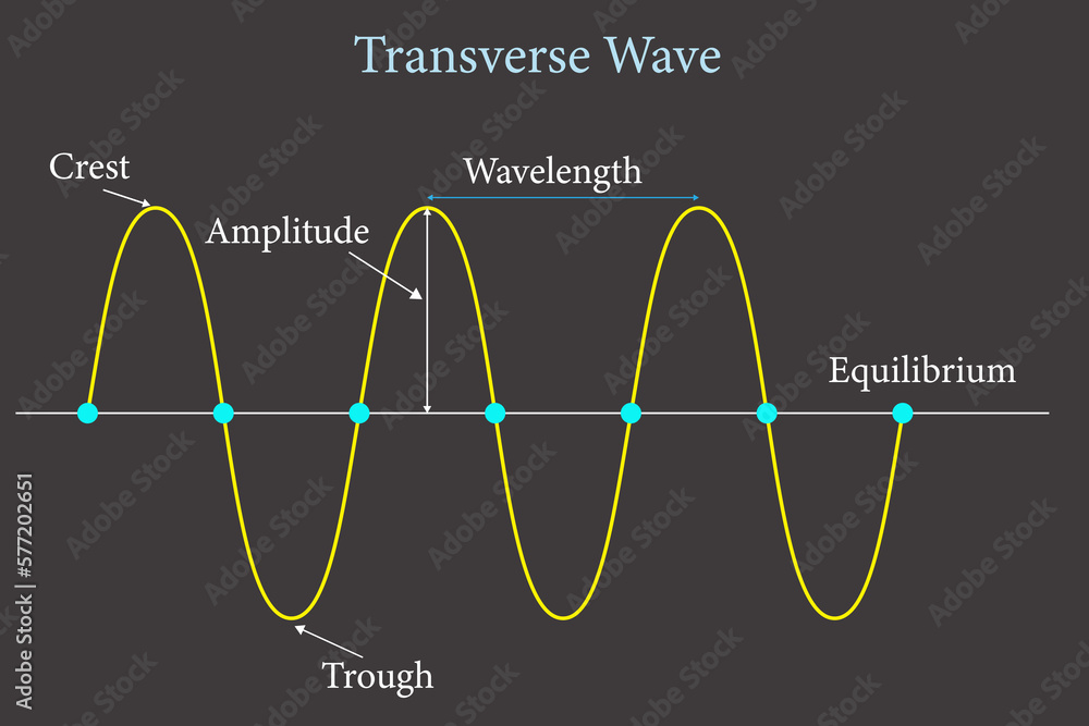 transverse wave presentation . Crest, trough, wavelength and amplitude ...