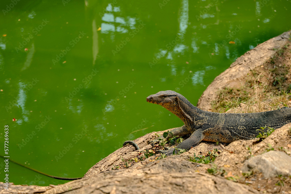 Asian water monitor - Varanus salvator also common water monitor, large ...