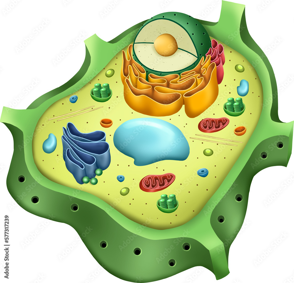 plant cell structure, Molecular Expressions, Photo of the Plant cell ...