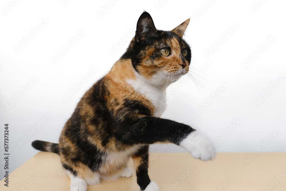three colors adult domestic tortoiseshell cat with white breast sitting ...