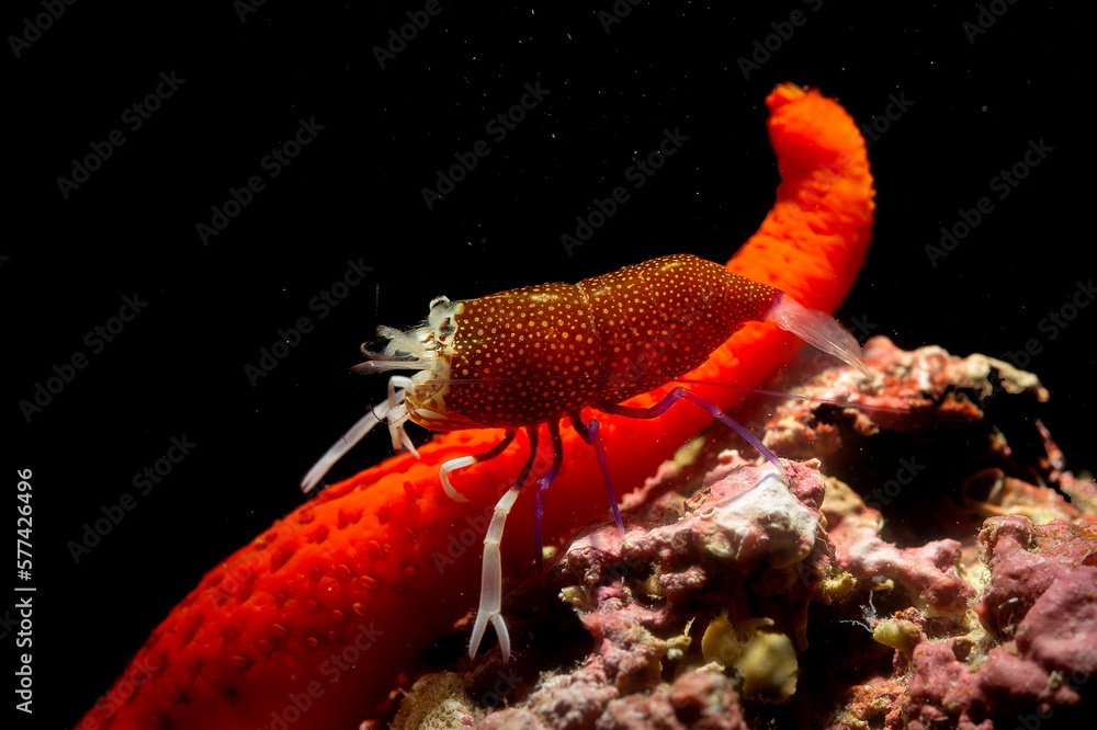 Gambero Vinaio o drimo, Harlequin Shrimp (Gnathophyllum elegans). Capo ...