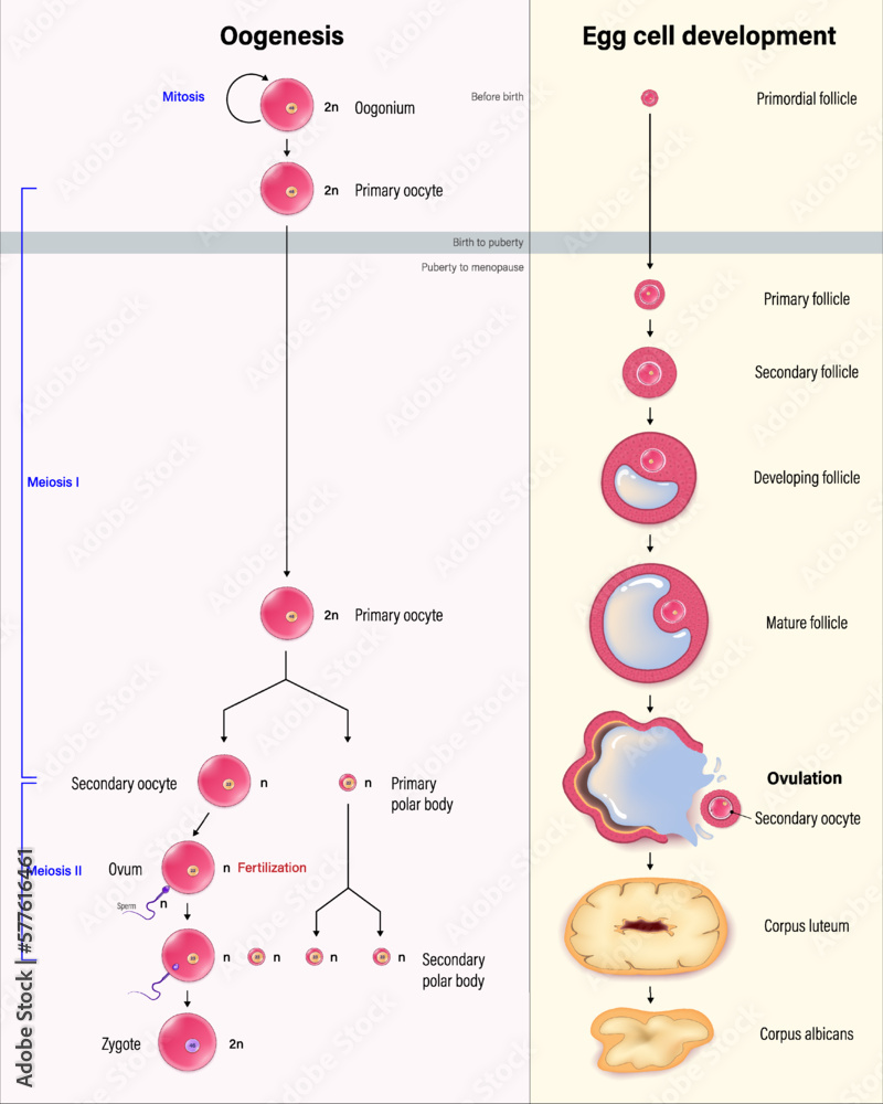 Diagram of oogenesis and follicle development. Cell division. Human ...