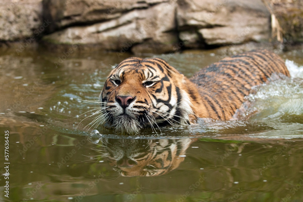 Foto de Stock Sumatran tiger swim in deep water of the lake Lingkat and ...