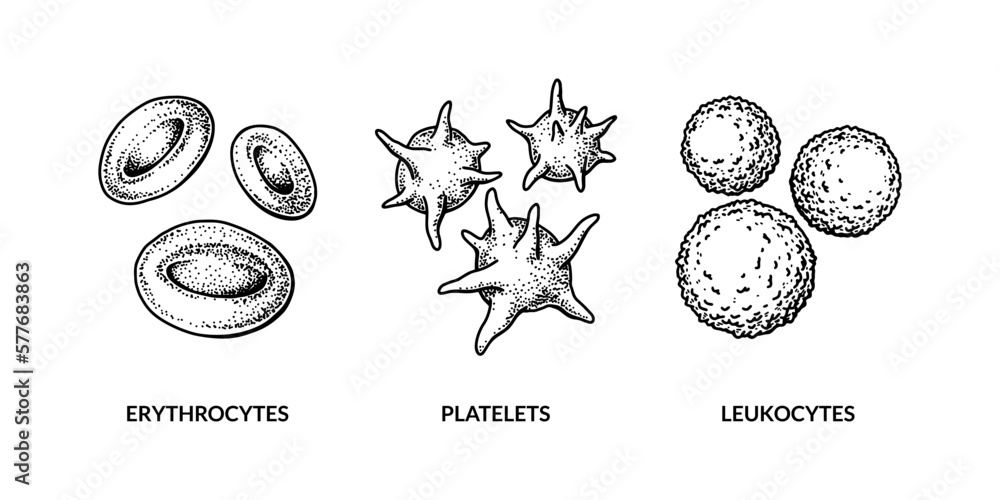 Blood cells isolated on white background. Hand drawn erythrocytes ...