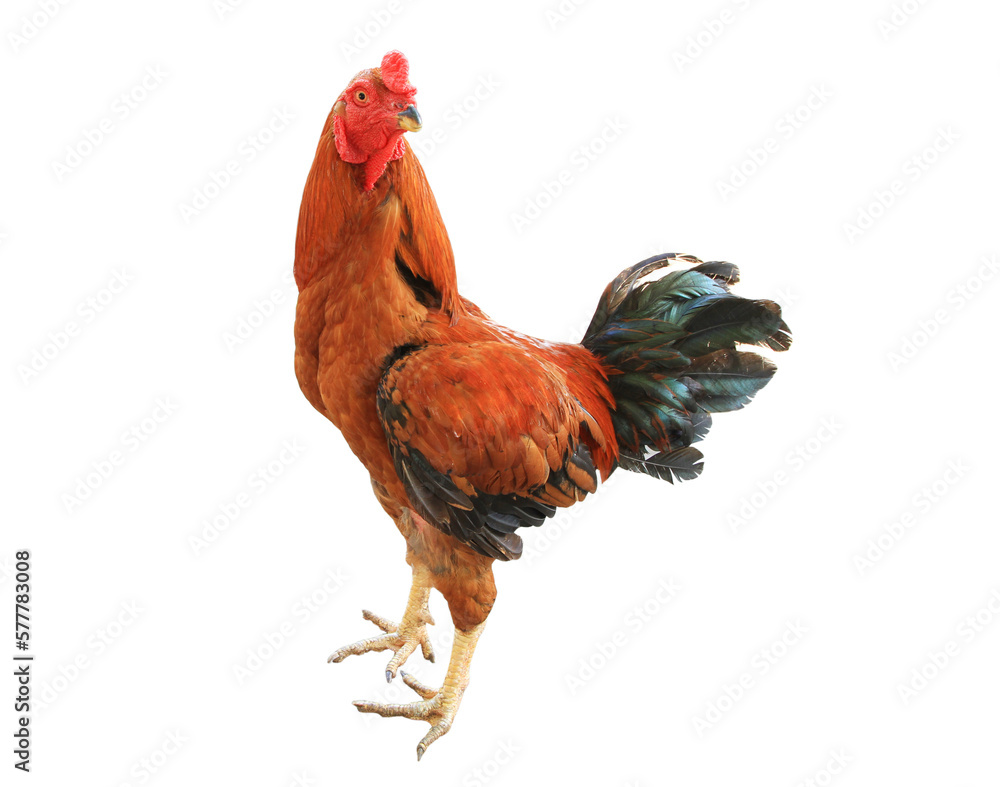 Rooster on transparent background png file. Stock Photo | Adobe Stock