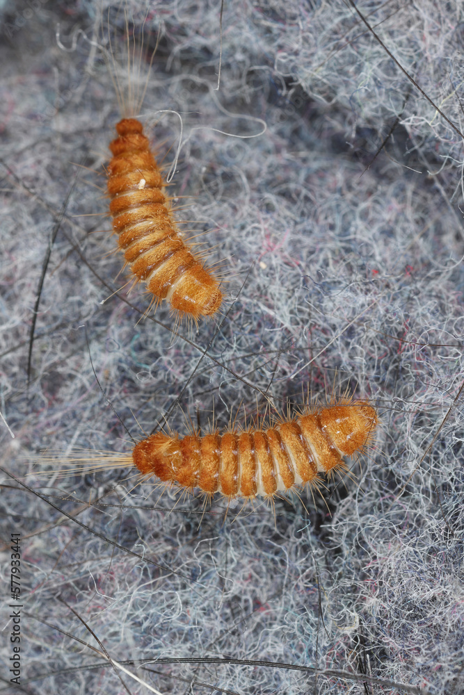 Larva, larvae of carpet beetle Anthrenus, Trogoderma, Attagenus ...