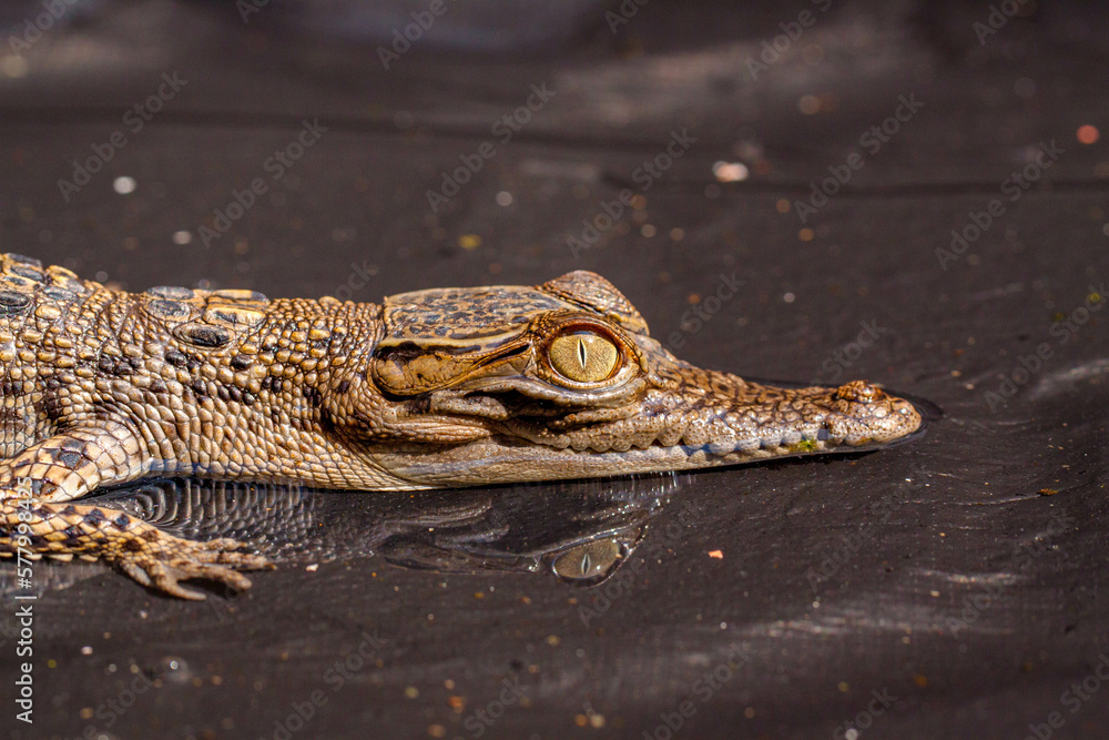 The baby saltwater crocodile (Crocodylus porosus) is a crocodilian ...