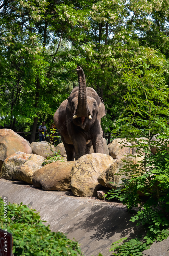 In this photo, you might see a majestic elephant standing tall with its ...