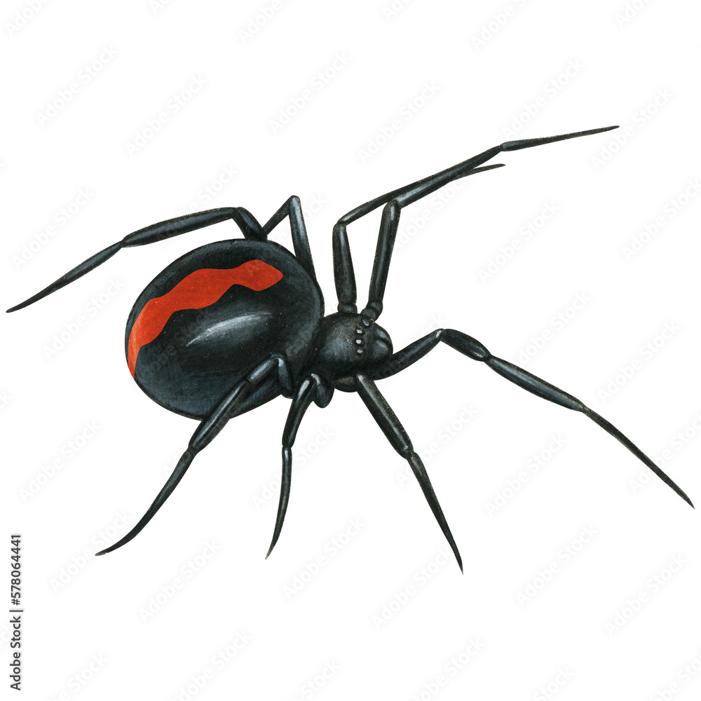 Ilustracja bez tantiem: watercolor hand drawn realistic venomous spider ...