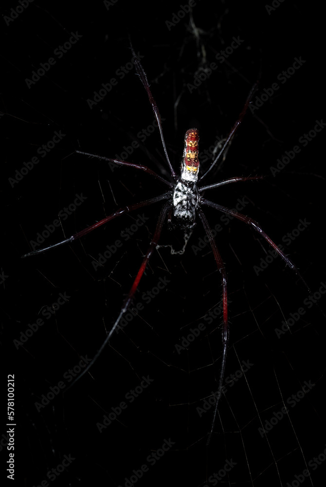Red-legged Golden Orb-web Spider - Trichonephila inaurata, beautiful ...