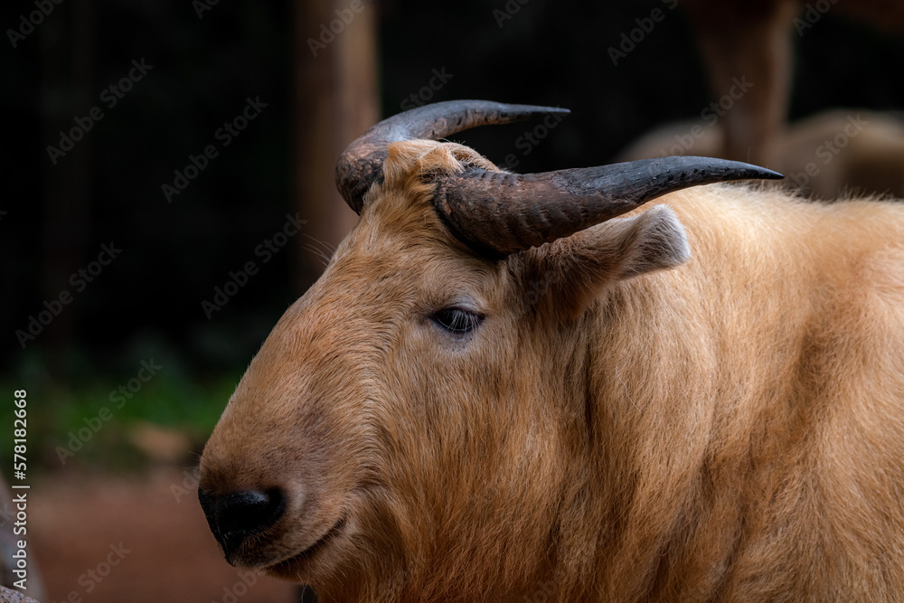 Tibetan takin or Sichuan takin (Budorcas taxicolor tibetana) goat ...