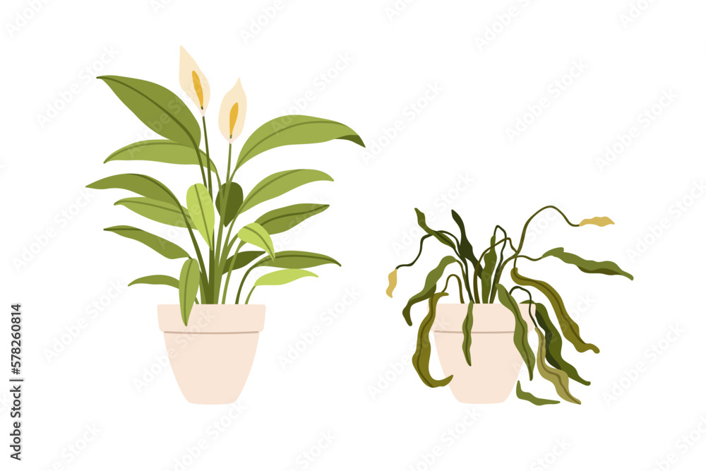 Image vectorielle Stock Potted flower plants in good and bad conditions ...