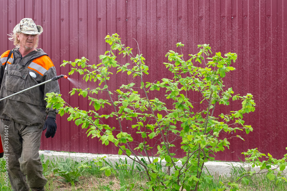 Man treats fruit trees from diseases and insects pests in the garden ...